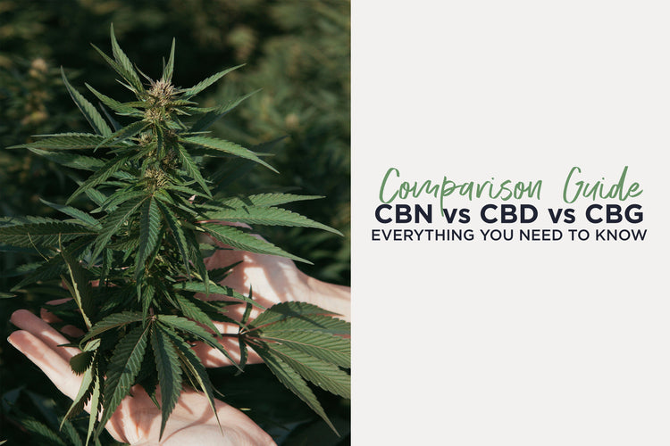 CBN vs CBD vs CBG: Your Ultimate Comparison Guide – CBD For Life